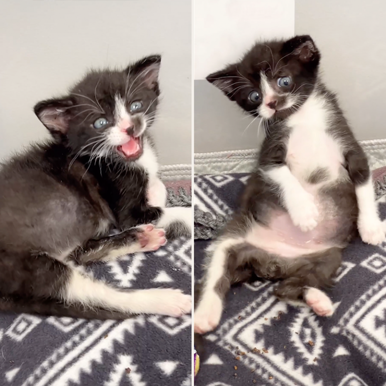 Rescued Tuxie Barry the Kitten is So Cute He Might Share His Belly on Only Fans! - Cole & Marmalade