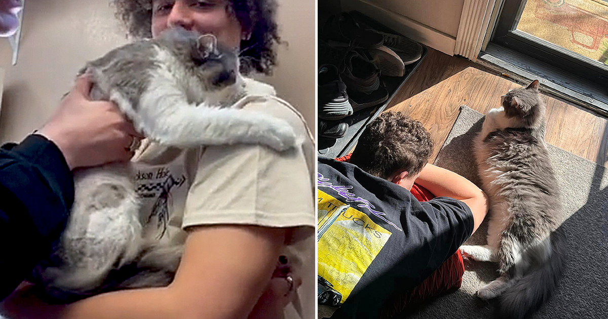 Watch Bubba the Cat React When His Future Dad Walks into a Shelter ...