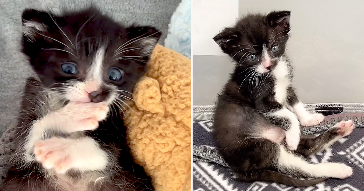 Rescued Tuxie Barry the Kitten is So Cute He Might Share His Belly on Only Fans! - Cole & Marmalade
