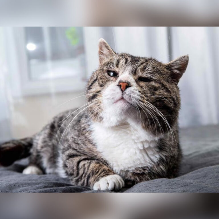 A Curious Yarn About 'Sir Whiskers,' the Cat Mayor of Plovdiv, Bulgaria ...