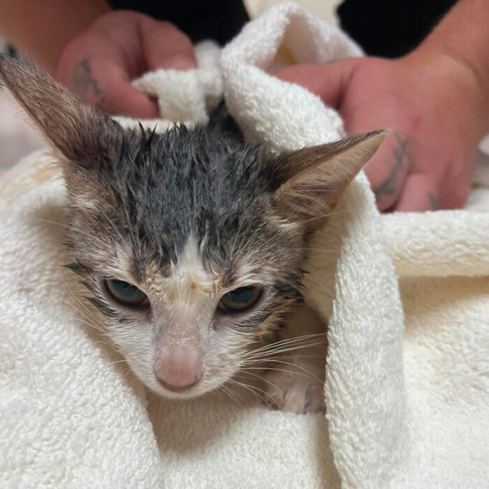 Oklahoma Sanctuary and Rescue Team Up to Find Out Who Dumped 15+ Cats ...