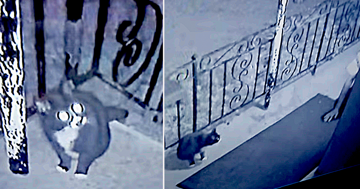Incredible Story of 'Shadow' the Cat That Might Give You Goosebumps ...