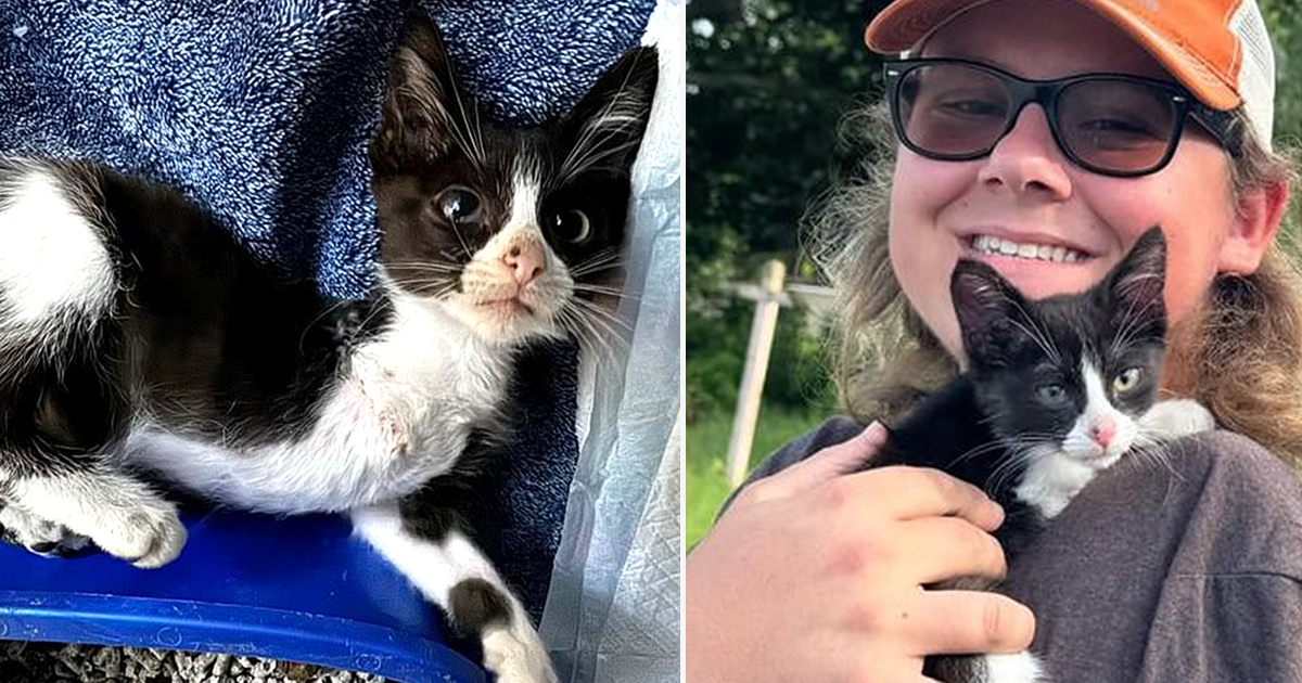 This 'Tadpole' Kitten Shouldn't Have Made it Yet He's Now Enjoying the ...