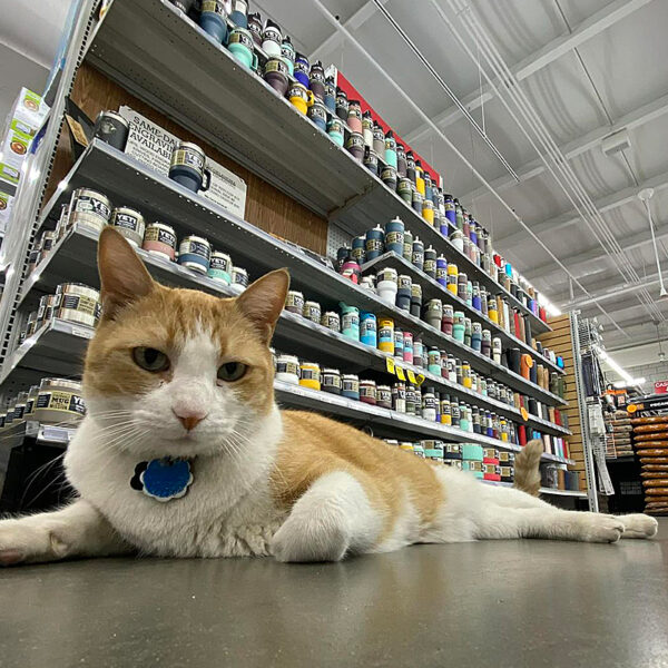 'Helpful Hardware Cat' Received an Outpouring of Love After a Leg ...
