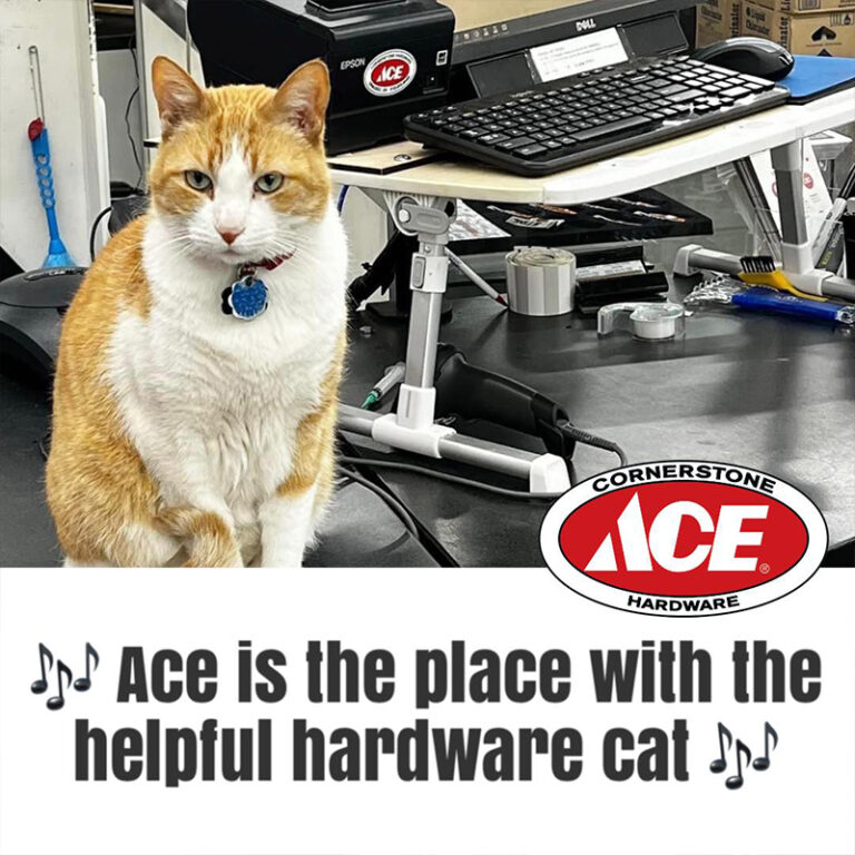 'Helpful Hardware Cat' Received an Outpouring of Love After a Leg ...