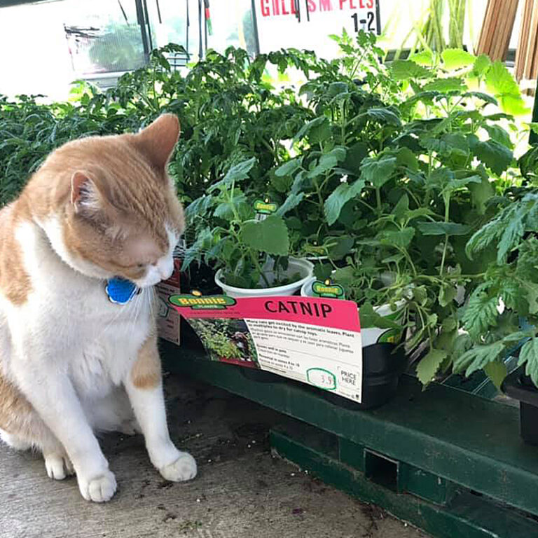 'Helpful Hardware Cat' Received an Outpouring of Love After a Leg ...