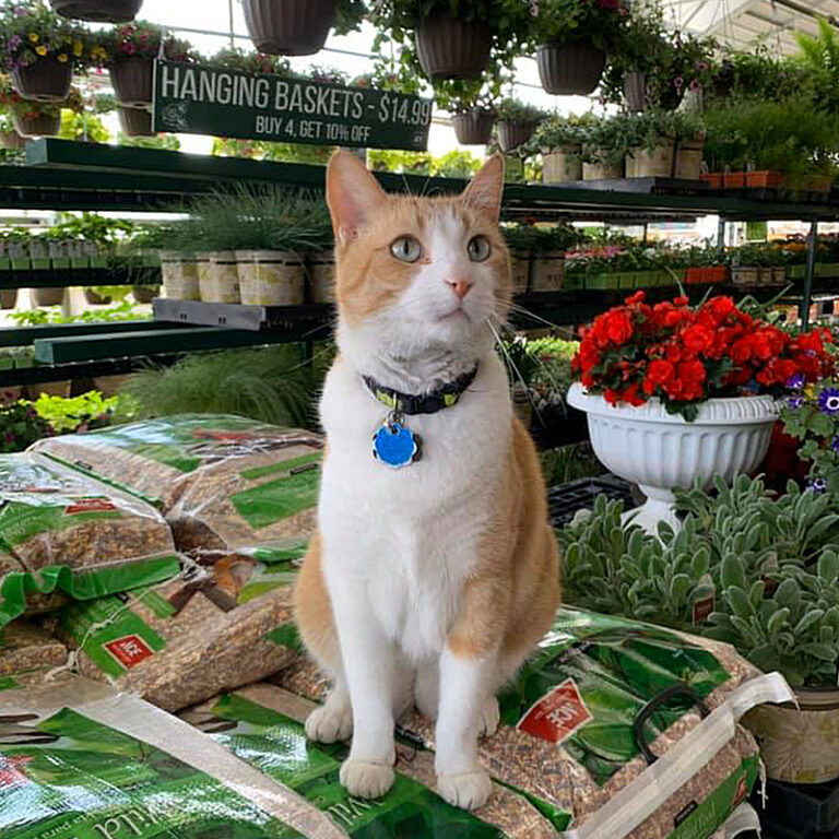 'Helpful Hardware Cat' Received an Outpouring of Love After a Leg ...