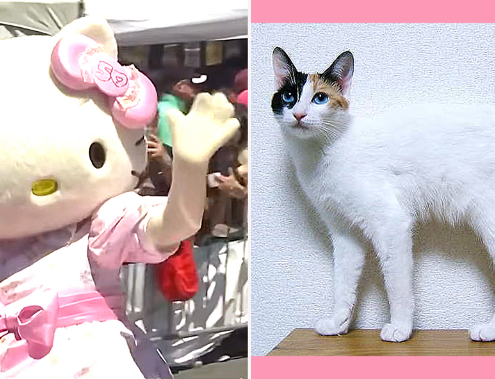 Artist Creates A-MEOW-zing Photos of Cats In Food! - Cole & Marmalade