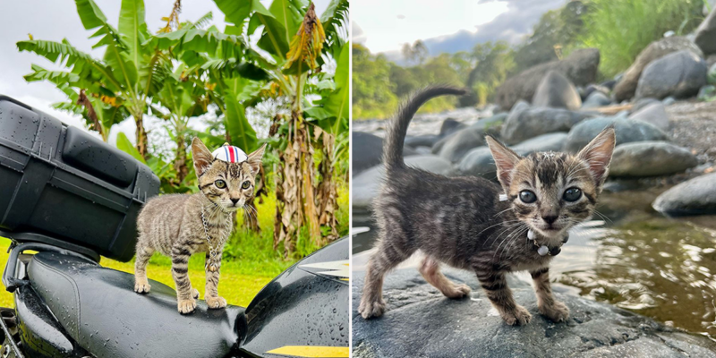 Adventurer in Costa Rica Finds Cutest Kitten Travel Companion Waiting ...