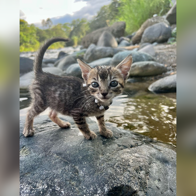 Adventurer in Costa Rica Finds Cutest Kitten Travel Companion Waiting ...