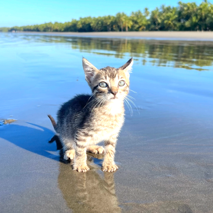 Adventurer in Costa Rica Finds Cutest Kitten Travel Companion Waiting ...