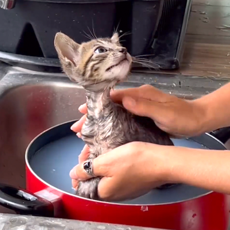 Adventurer in Costa Rica Finds Cutest Kitten Travel Companion Waiting ...