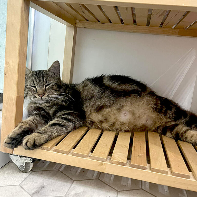 Pop Star Cares for Rescued Mama Cat Who Was Ready to Pop at Any Moment ...