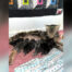 Pop Star Cares for Rescued Mama Cat Who Was Ready to Pop at Any Moment ...