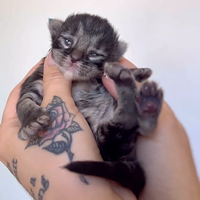Pop Star Cares for Rescued Mama Cat Who Was Ready to Pop at Any Moment ...