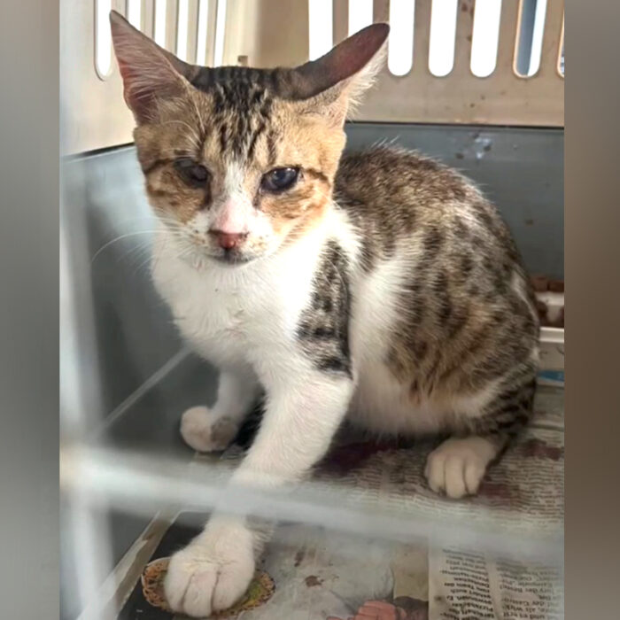 Where is Rodri? Family Searches for Months for Beloved Cat Lost Aboard ...