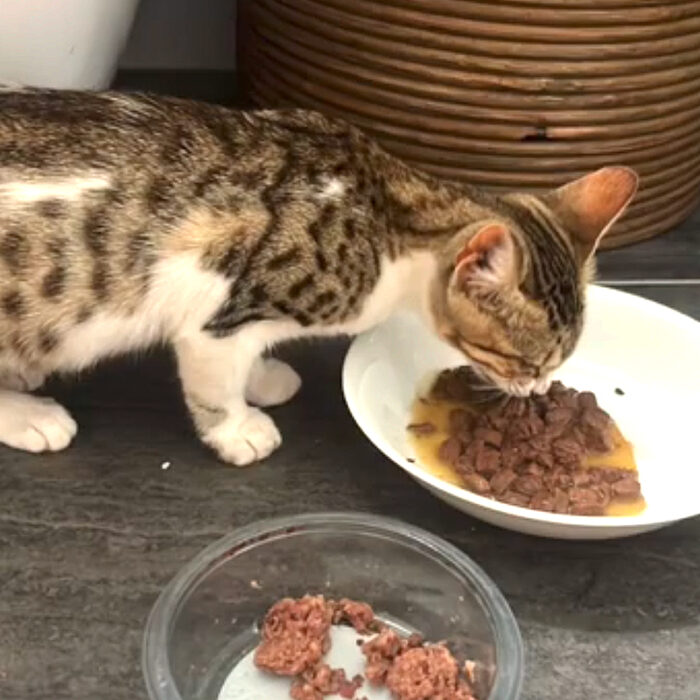Where is Rodri? Family Searches for Months for Beloved Cat Lost Aboard ...