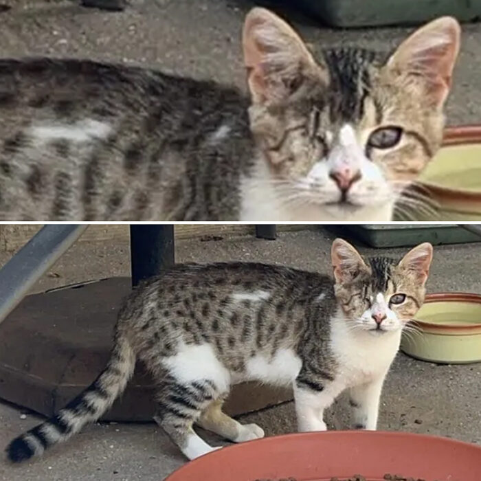 Where is Rodri? Family Searches for Months for Beloved Cat Lost Aboard ...