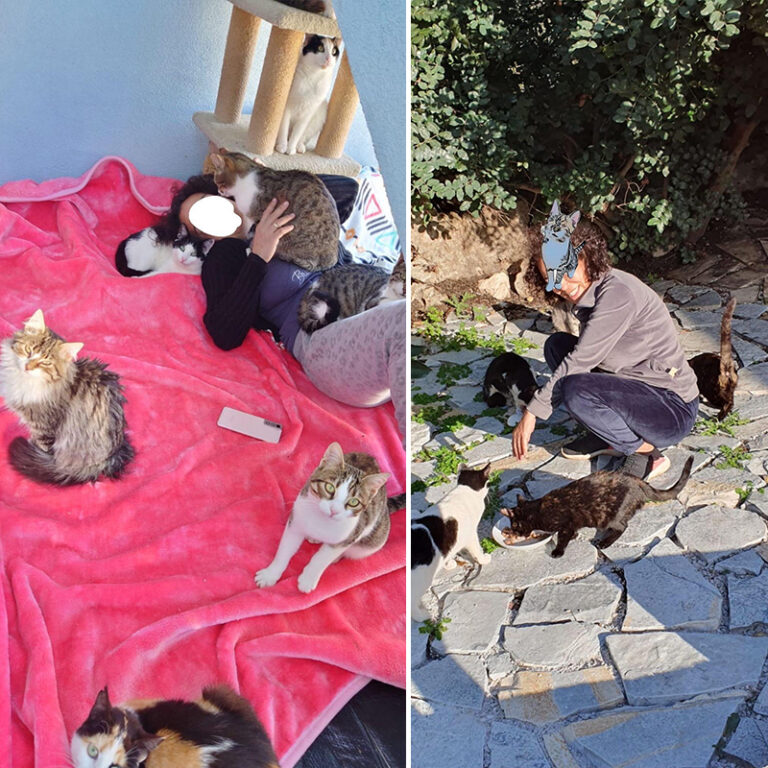 Where is Rodri? Family Searches for Months for Beloved Cat Lost Aboard ...