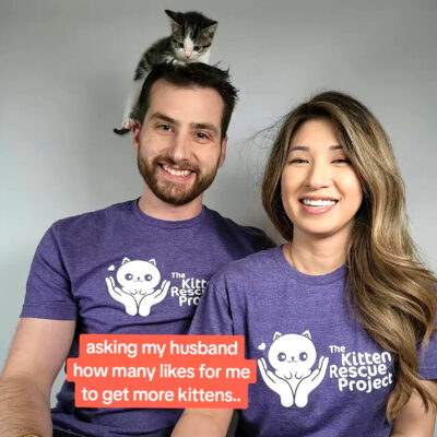 How the SpongeBob Kittens Took the 'Under the Sea' Theme to Heart When ...