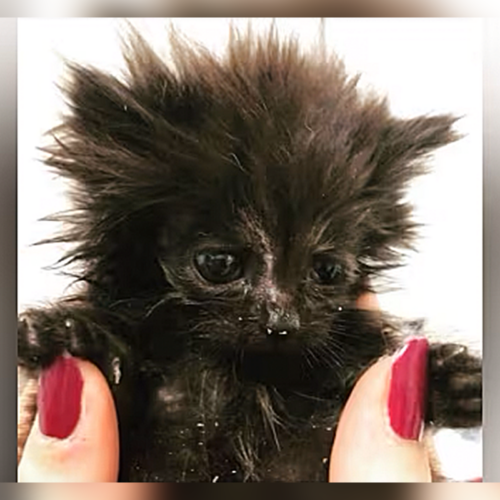 Cat Found His Own Mojo After Disappearing for Four Years, Only to ...