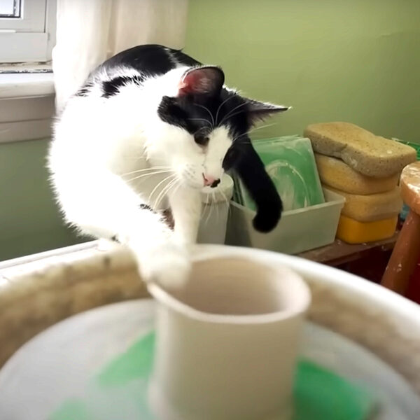Cat's Pawmade One-of-a-Kind Pottery is Selling Out Fast In a Chicago ...