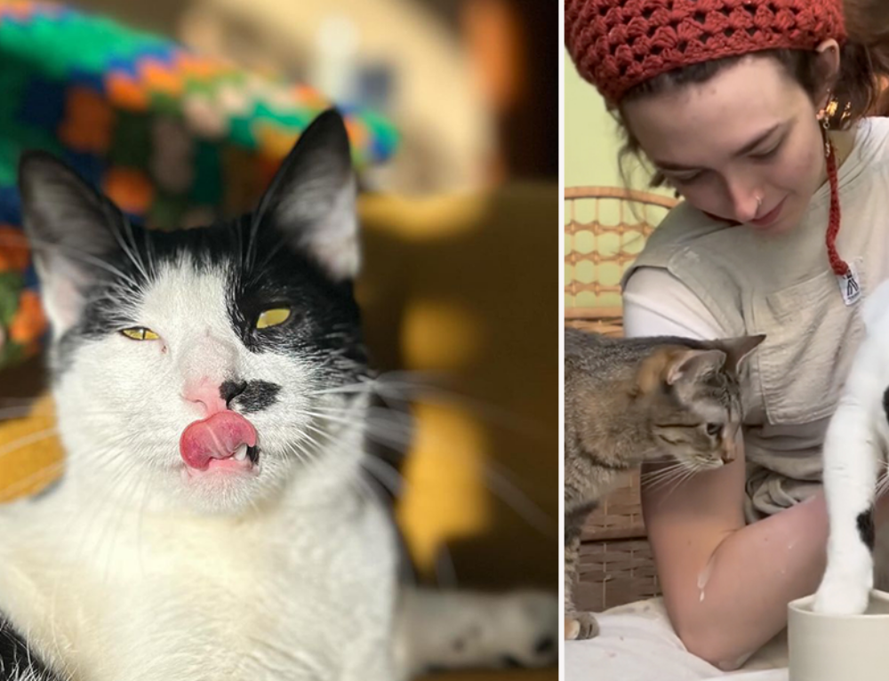 CPR For Cats: What Every Cat Owner Should Know - Cole & Marmalade