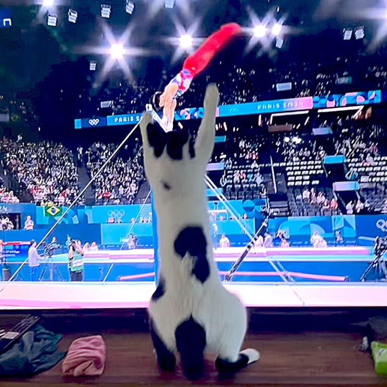 Cats 'Help' Athletes at the Paris Olympics Bring Home the Gold In Their ...