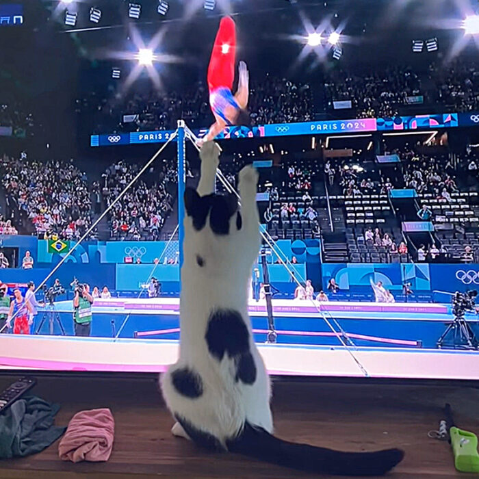Cats 'Help' Athletes at the Paris Olympics Bring Home the Gold In Their ...