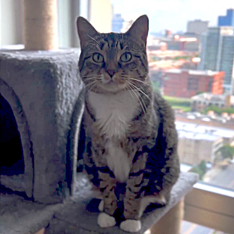 Cats 'Help' Athletes at the Paris Olympics Bring Home the Gold In Their ...