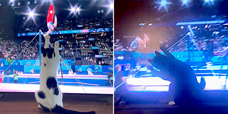 Cats 'Help' Athletes at the Paris Olympics Bring Home the Gold In Their ...