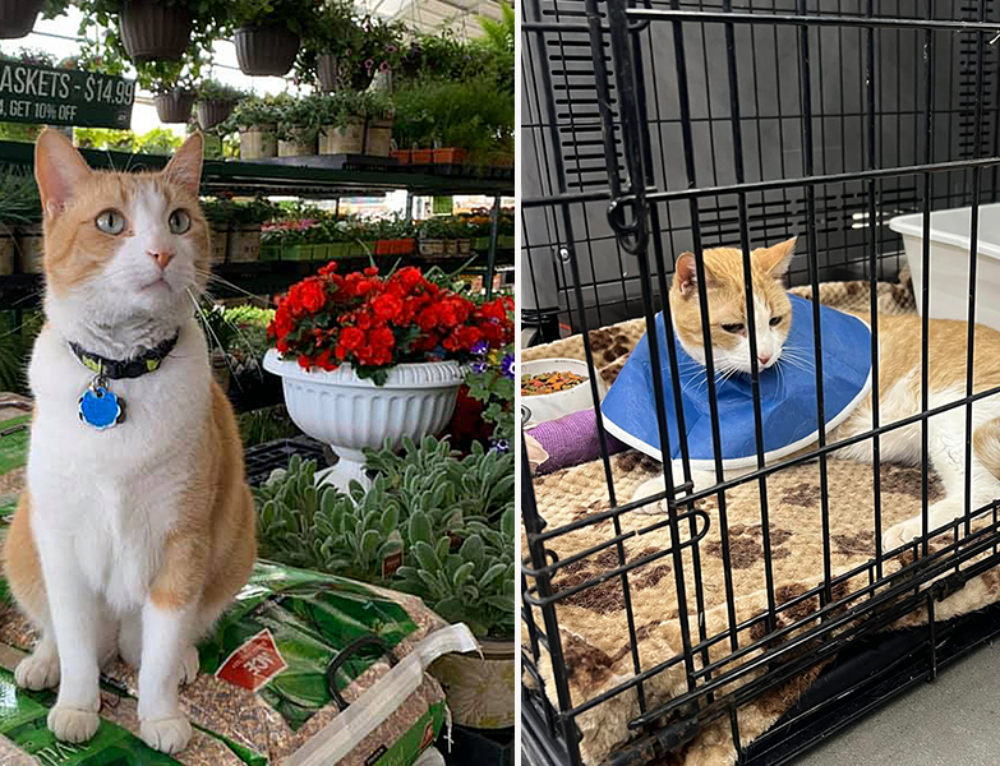 New Zealand Cat Burglar Caught On Camera Prompts Hilarious Social Media ...