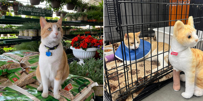 'Helpful Hardware Cat' Received an Outpouring of Love After a Leg ...