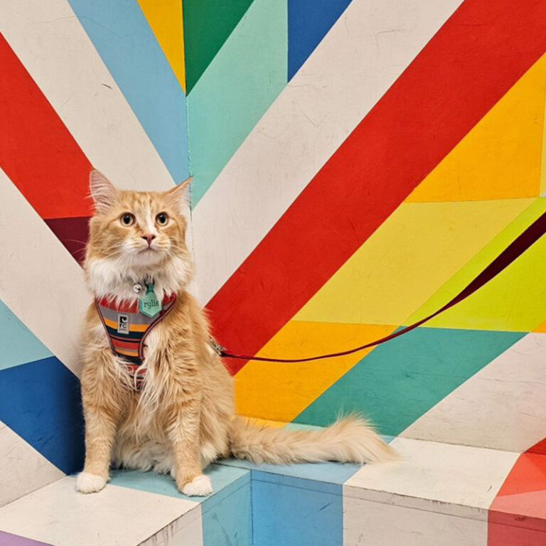 How Rylie, the Diabetic Cat Has a 'Pawsitive Experience' with His Daily ...