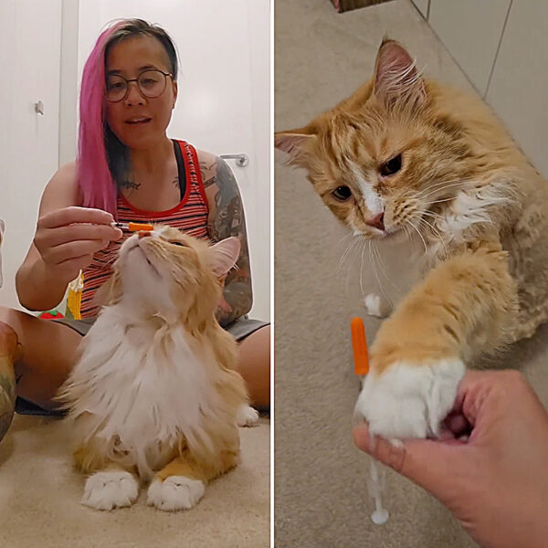 How Rylie, the Diabetic Cat Has a 'Pawsitive Experience' with His Daily ...