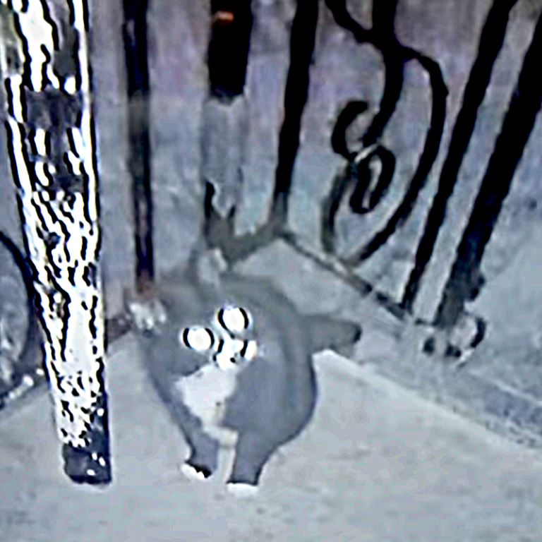 Incredible Story of 'Shadow' the Cat That Might Give You Goosebumps ...