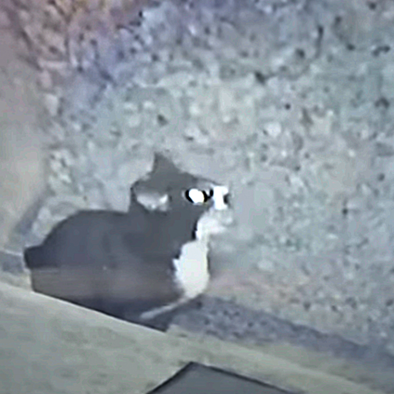 Incredible Story of 'Shadow' the Cat That Might Give You Goosebumps ...