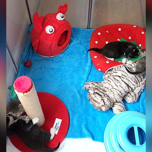 How the SpongeBob Kittens Took the 'Under the Sea' Theme to Heart When ...