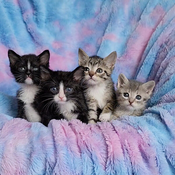 How the SpongeBob Kittens Took the 'Under the Sea' Theme to Heart When ...