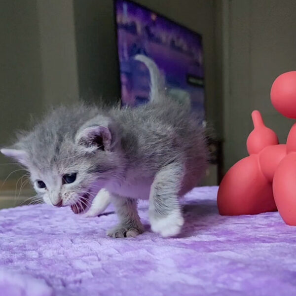 How the SpongeBob Kittens Took the 'Under the Sea' Theme to Heart When ...