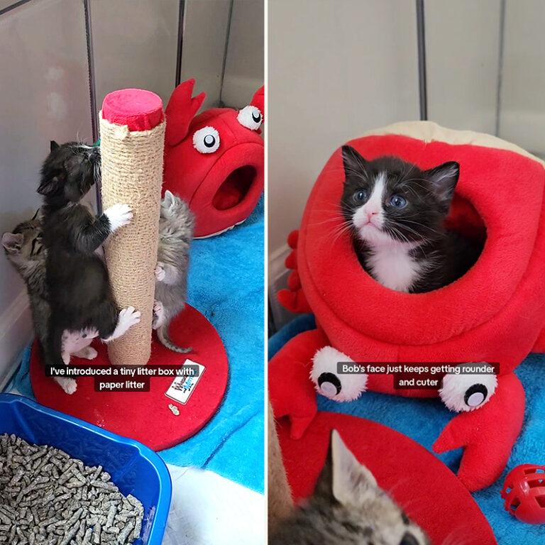 How the SpongeBob Kittens Took the 'Under the Sea' Theme to Heart When ...