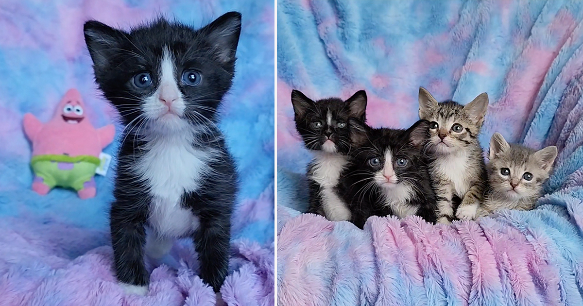 How the SpongeBob Kittens Took the 'Under the Sea' Theme to Heart When ...