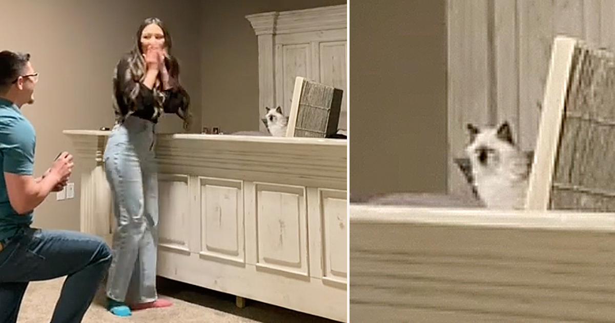 Cat Lover is Overcome with Emotions After the Purrfect Dream Proposal ...