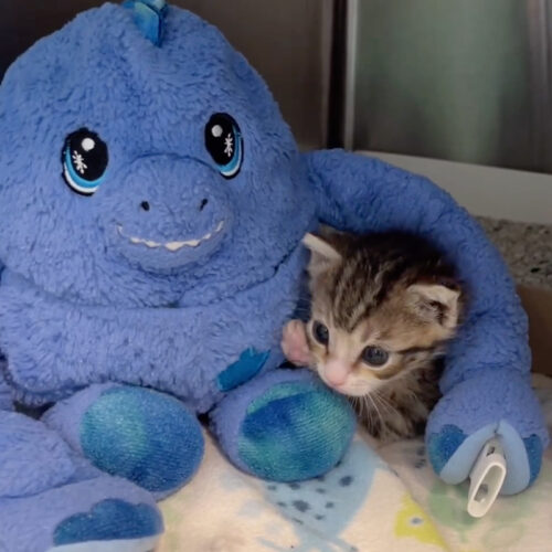 Meet Chamberlain the Bottle Baby and His Big Blue Best Furriend! - Cole ...