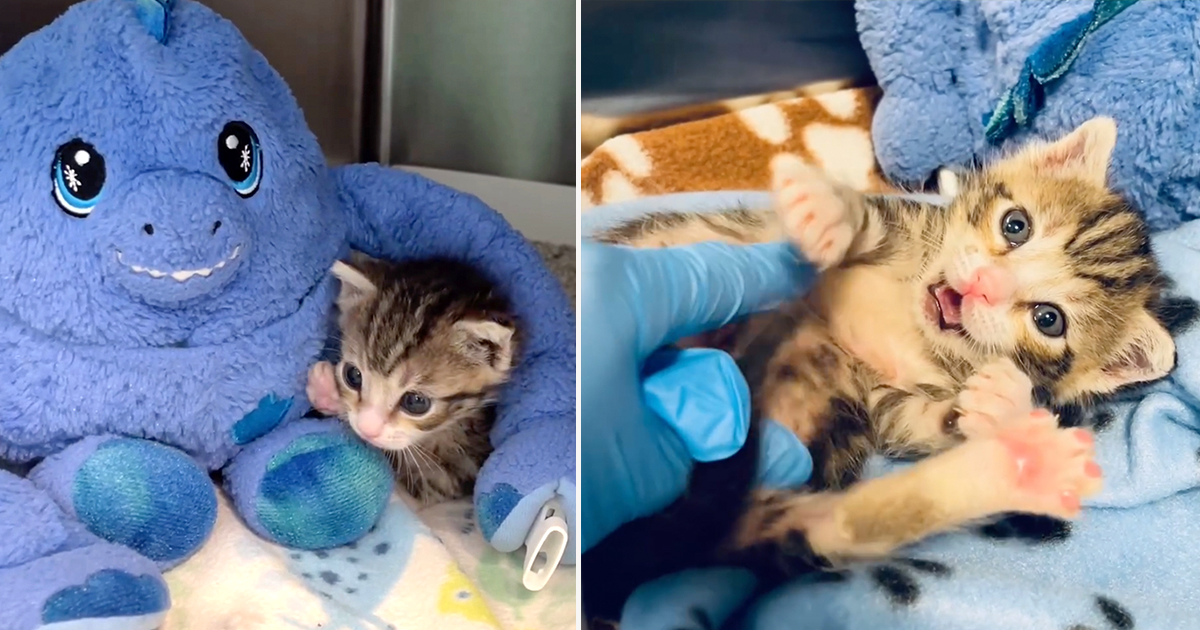 Meet Chamberlain the Bottle Baby and His Big Blue Best Furriend! - Cole ...