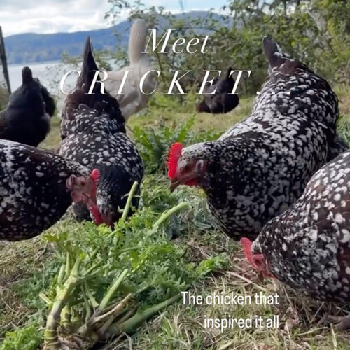 Surprise Reactions When Tiny House Cat Makes 'Forest Friends' with Huge ...