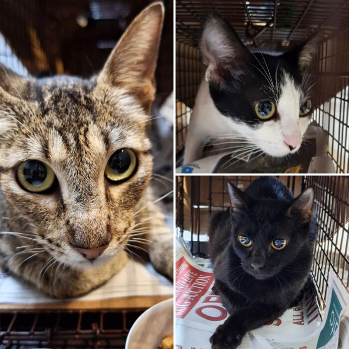 Mama Cat Reunion with Her Four Cute Nuggets Brings Happy Feelings All ...
