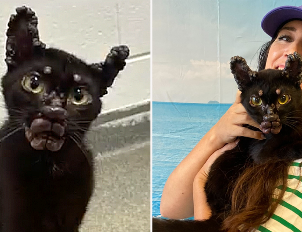 This Cat Named Valkyrie Has The Most Bizarre Human-Like Face - Cole ...