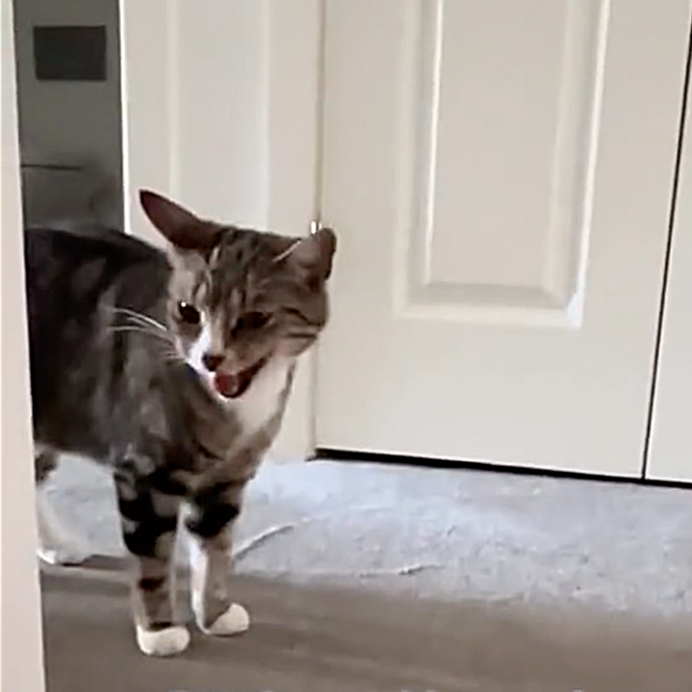 Mama Cat Demanded Gunner the 'House Hippo' Remain By Her Side When She ...