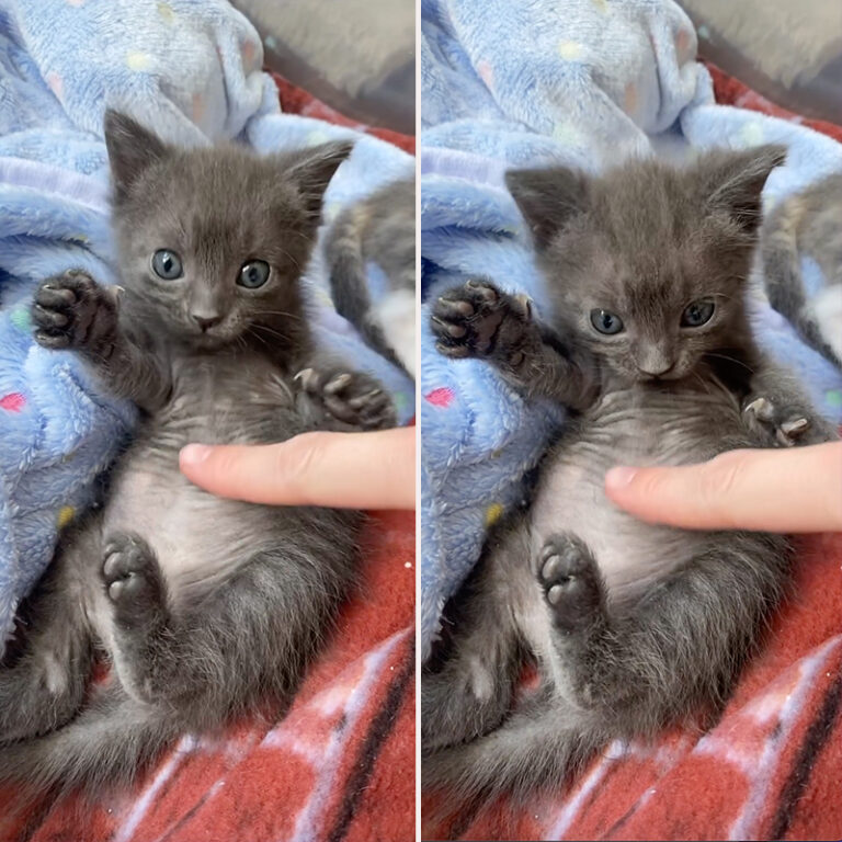 A Tiny Spare Bathroom Gives Mama Hadley and Her Kitten Trio a Chance ...